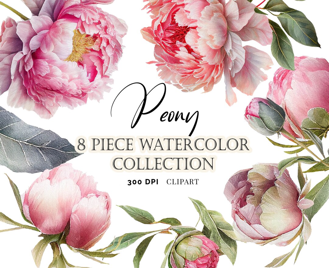 Peony Watercolor 8 Piece Clipart (graphic) Botanical Illustration ...