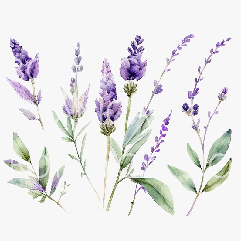 Lavender Watercolor Floral Clipart (graphic) Botanical Illustration ...