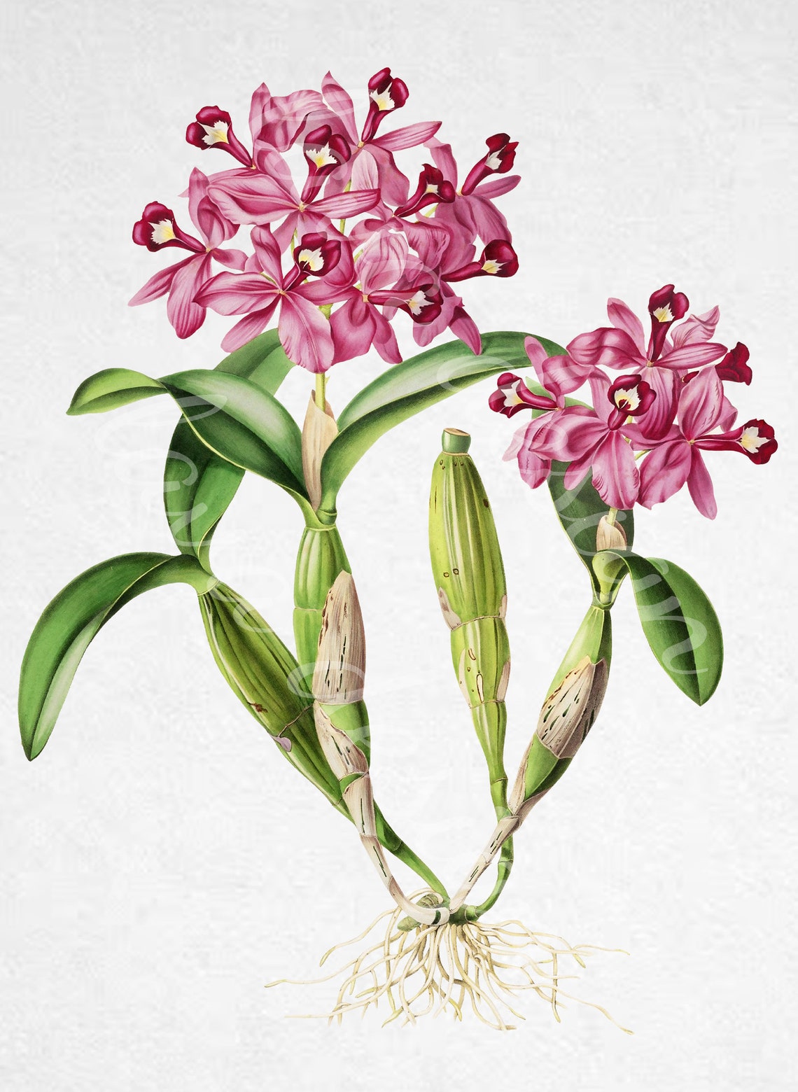 Vintage Pink Orchid Clipart (graphic) Botanical Illustration Instant ...
