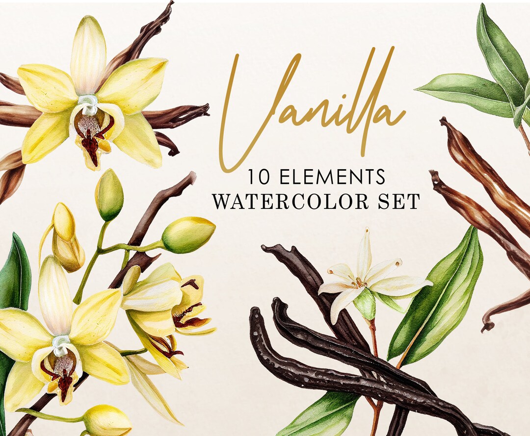 Watercolor Vanilla 10 Element Graphic Set Botanical Illustration