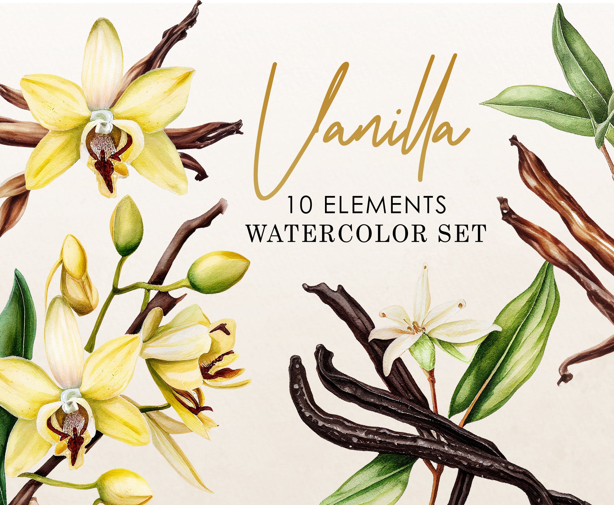 Vanilla Plant Drawing