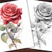21 Rose Elegance Collection Coloring Page, Adults Kids Instant Download ...