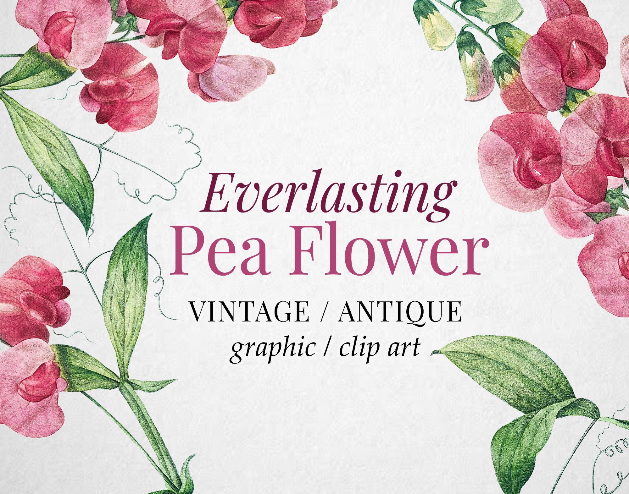 Everlasting Pea Flower