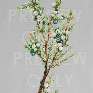 Vintage Juniper Berry Branch Clipart (graphic) Botanical Illustration ...