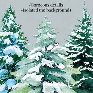Winter Snow Pine Trees Woods Watercolor (graphic) Botanical ...