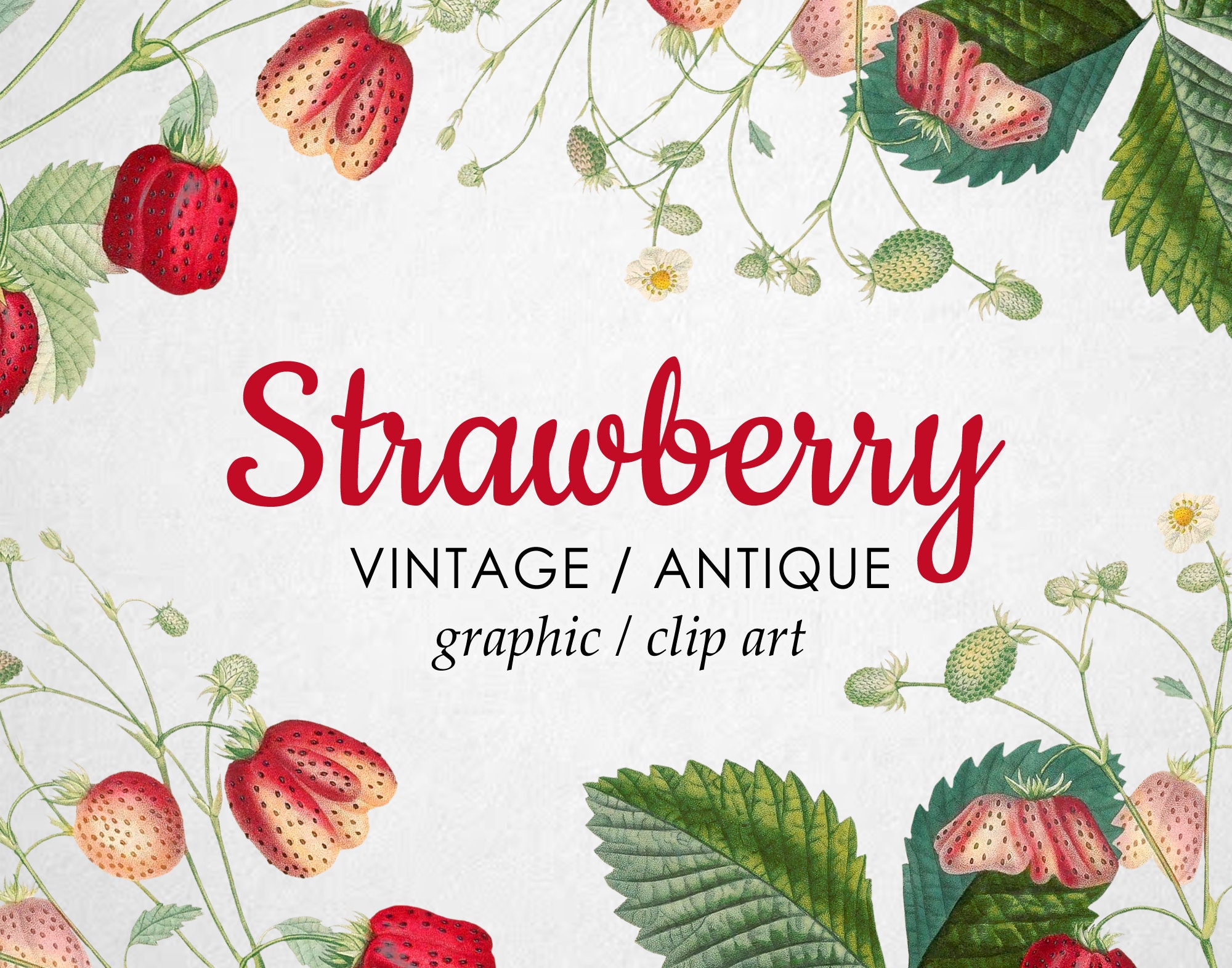 Strawberry Plant Clip Art