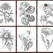 25 Flowers With Names Coloring Book, Adults Kids Instant Download ...