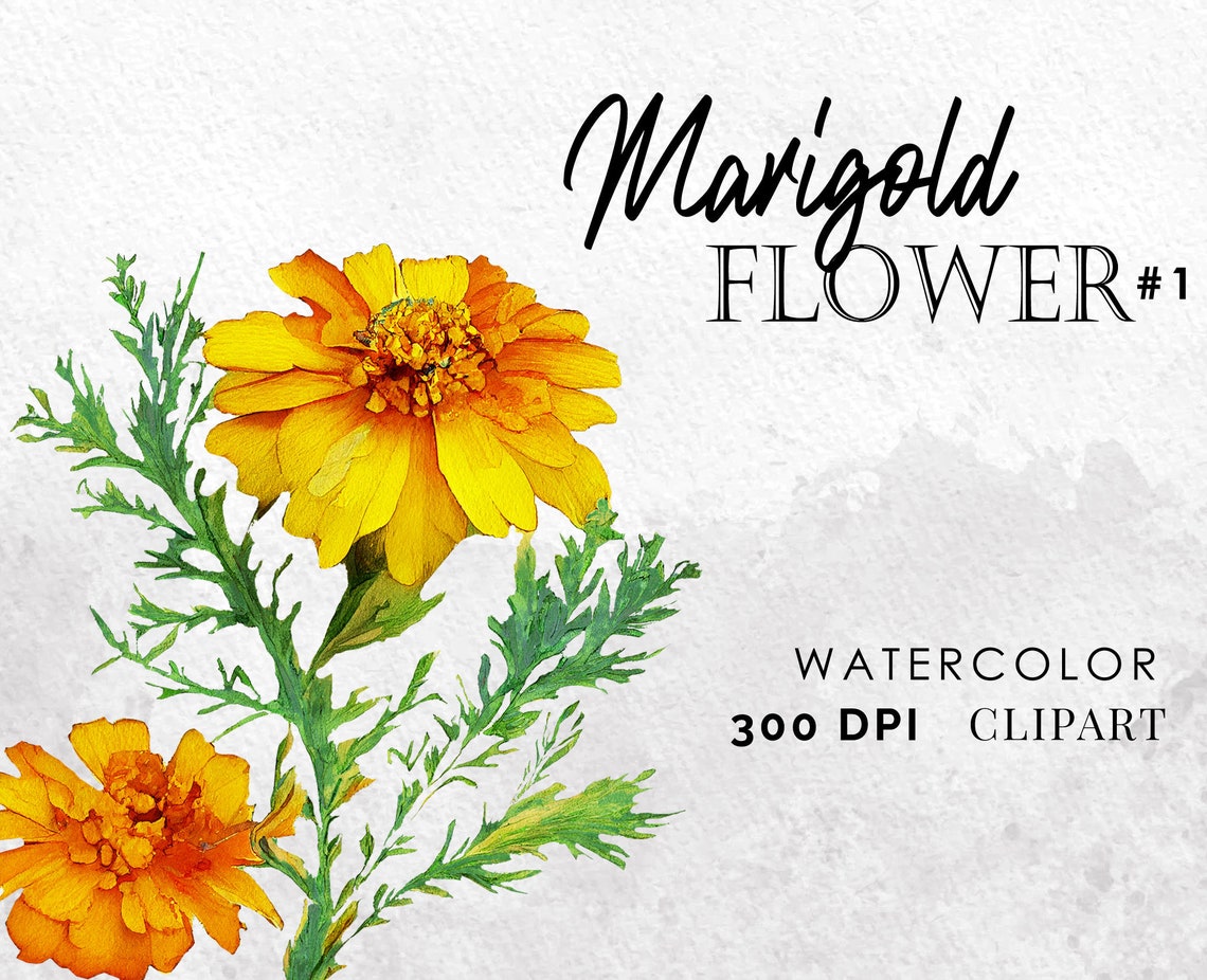 Marigold Flower Watercolor Clipart graphic Botanical - Etsy