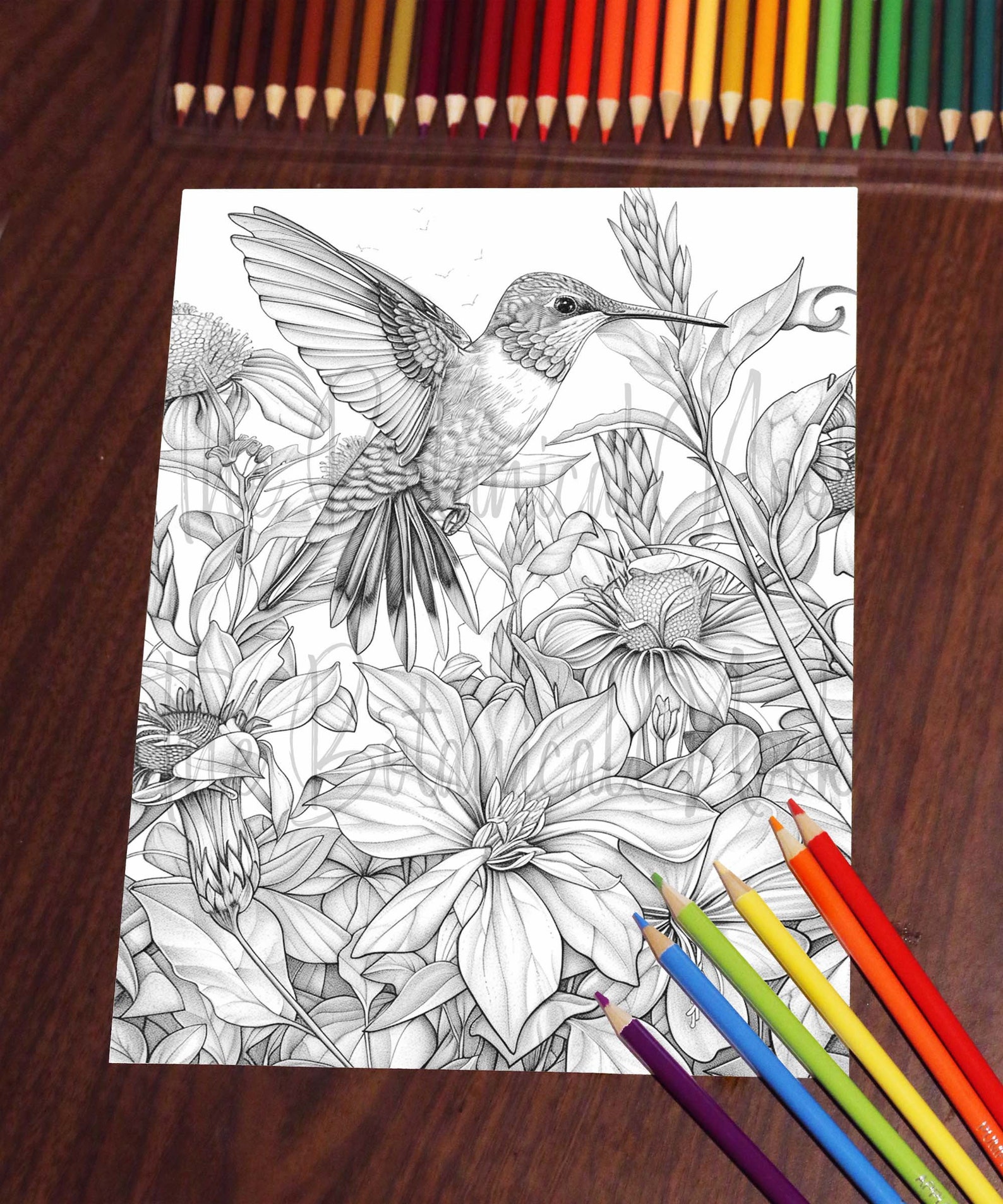 50 Hummingbird Life Cute Variety, Coloring Page Book, Adults + Kids ...