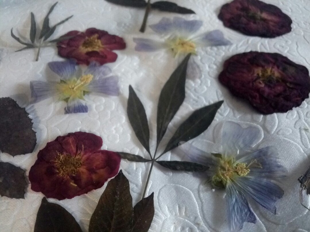 20pc Pressed Red Roses, Mallow Flowers With Vitex, Dandelion & Walnut ...
