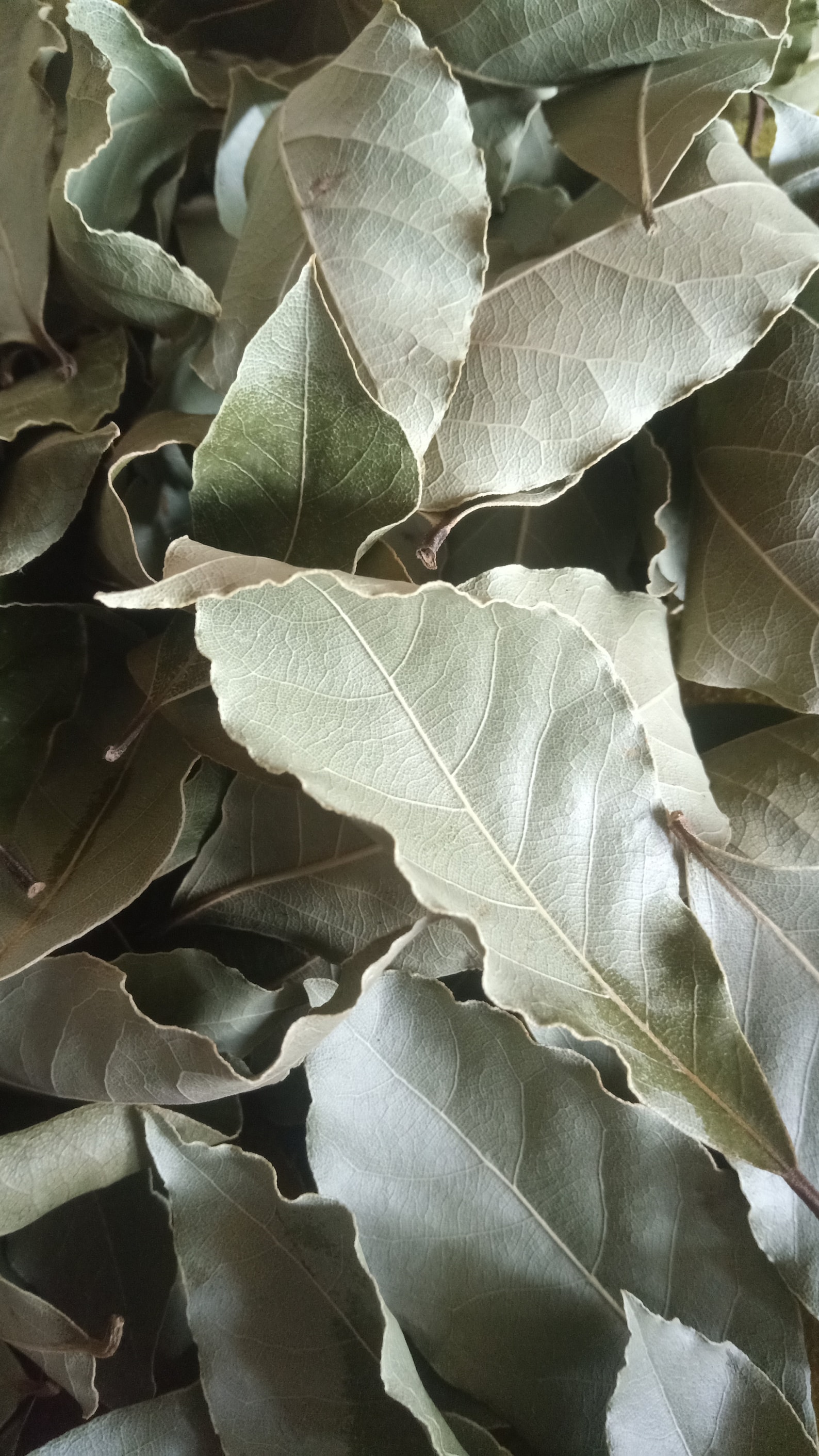 Bulk Whole Bay Leaf, per Lb FREE GLOBAL SHIPPING Harvested to Order and ...