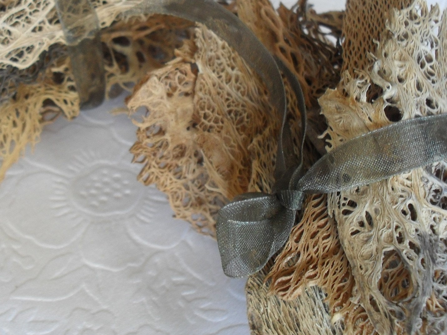 Cactus Lace Fiber Bundle Natural Dried Botanical for Collage - Etsy