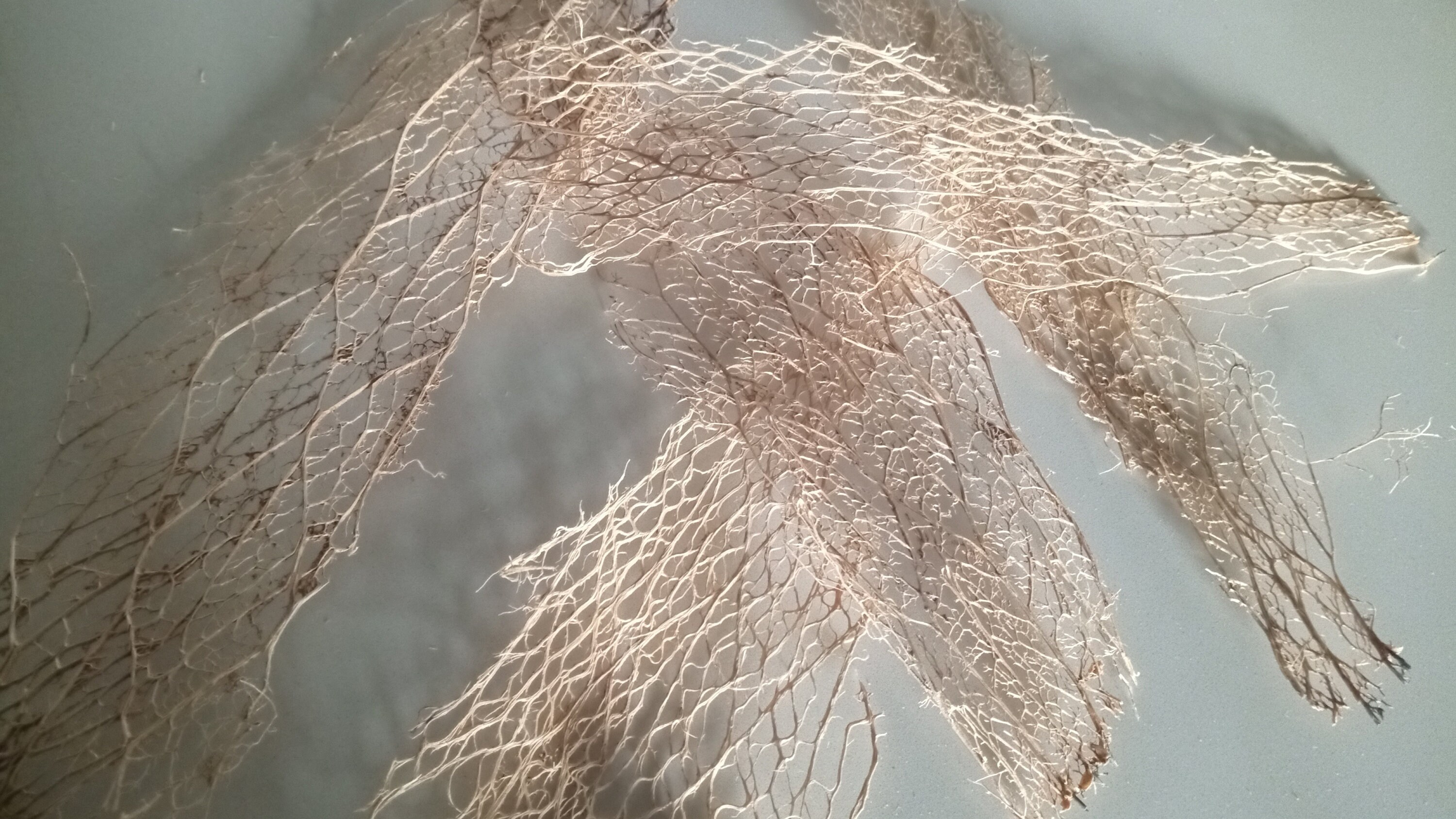 Cactus Lace Fiber Sheets You Choose Thickness Natural Dried - Etsy ...