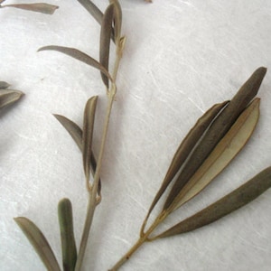 30 to 50 Real Olive Sprigs, Natural Dried Botanical for Decoration ...