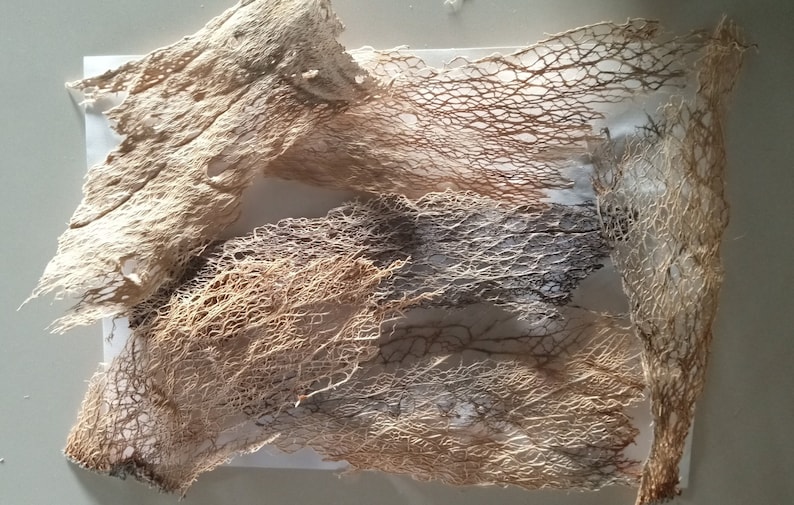 Cactus Lace Fiber Sheets, You Choose Thickness, Natural Dried Botanical ...