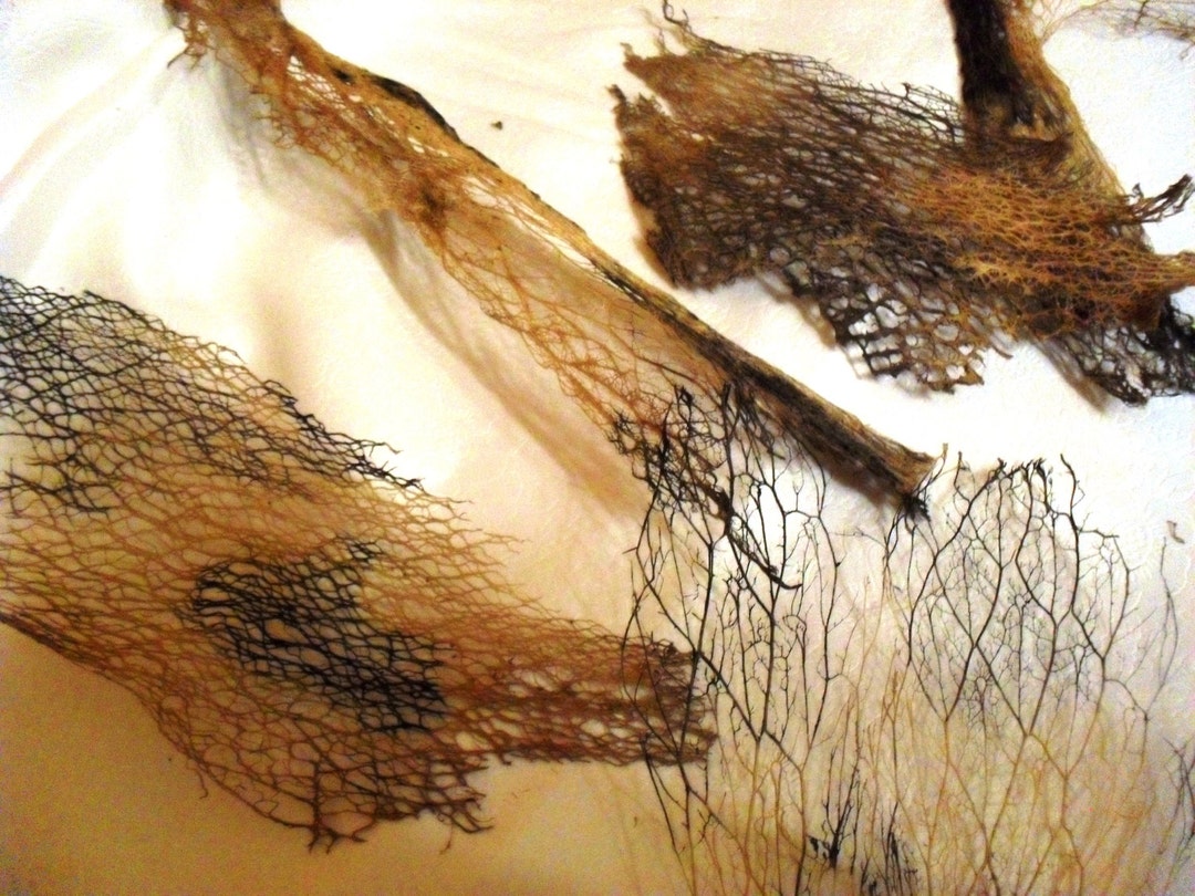 LARGE "cactus Lace" Fiber Sheets, Natural Dried Botanical for Collage ...