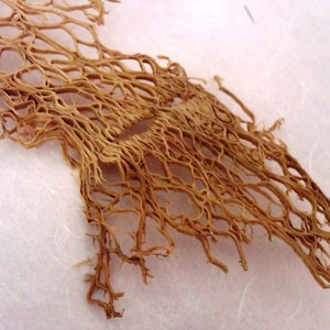 Cactus Lace Fiber Sheets, You Choose Thickness, Natural Dried Botanical ...