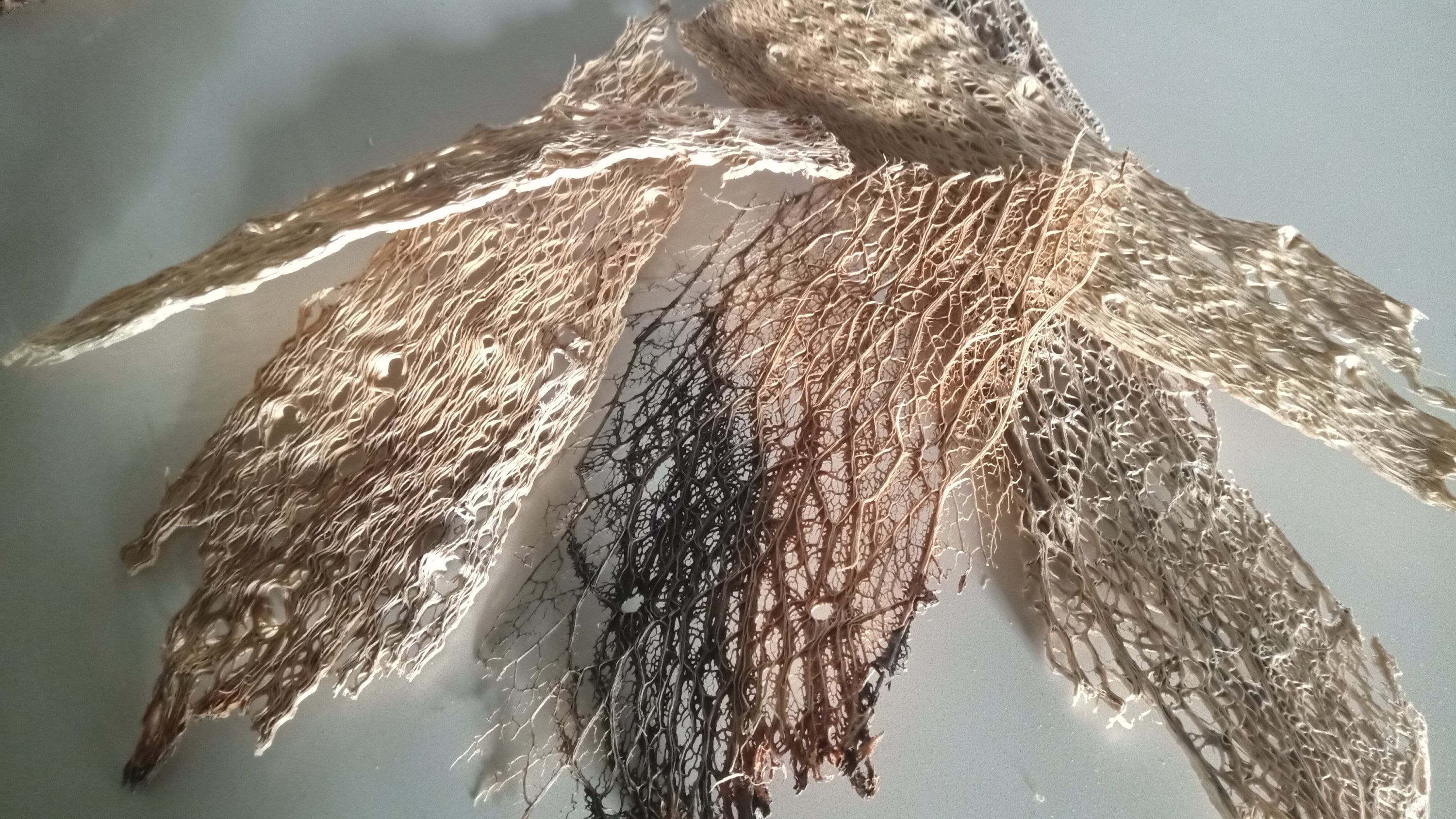 Cactus Lace Fiber Sheets You Choose Thickness Natural Dried - Etsy ...