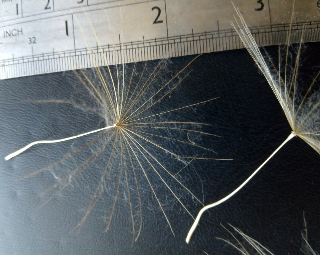Real Giant Dandelion Clock Fluff Wishes. Each Seed Approx 2". 20/100 ...