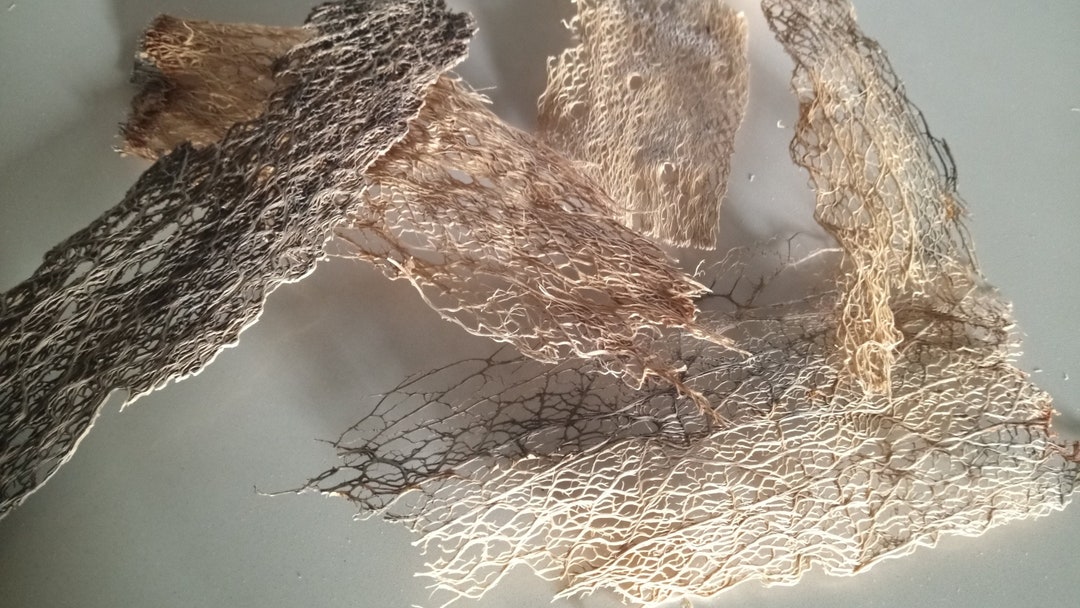Cactus Lace Fiber Sheets, You Choose Thickness, Natural Dried Botanical ...