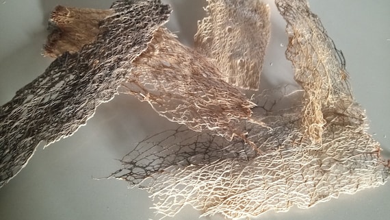 Cactus Lace Fiber Sheets You Choose Thickness Natural Dried | Etsy