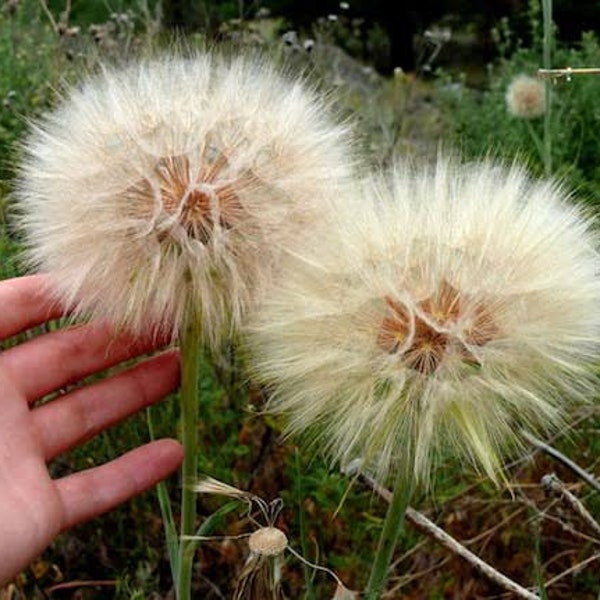 Real Dandelion Seeds - Etsy
