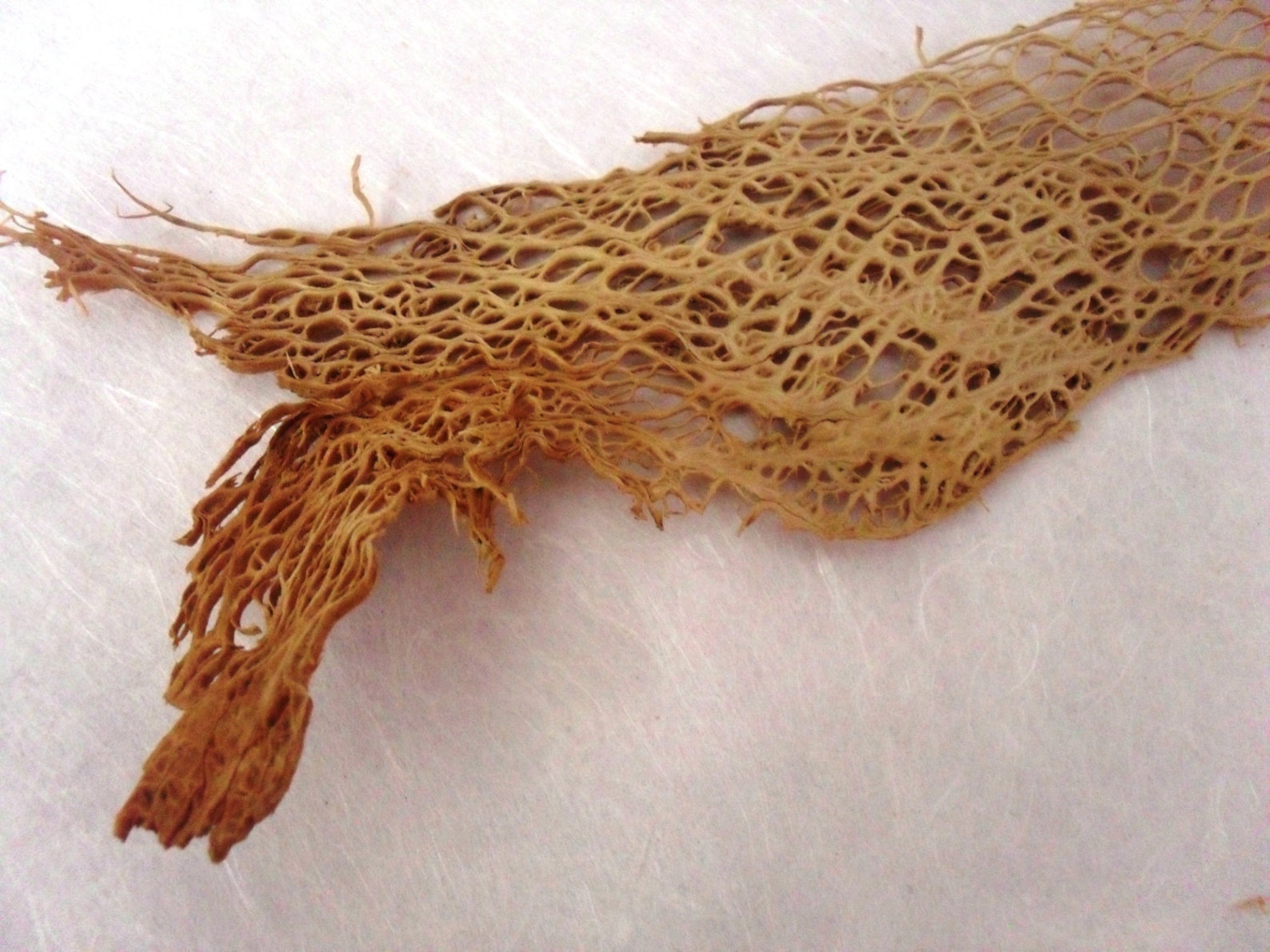 Cactus Lace Fiber Sheets, You Choose Thickness, Natural Dried Botanical ...