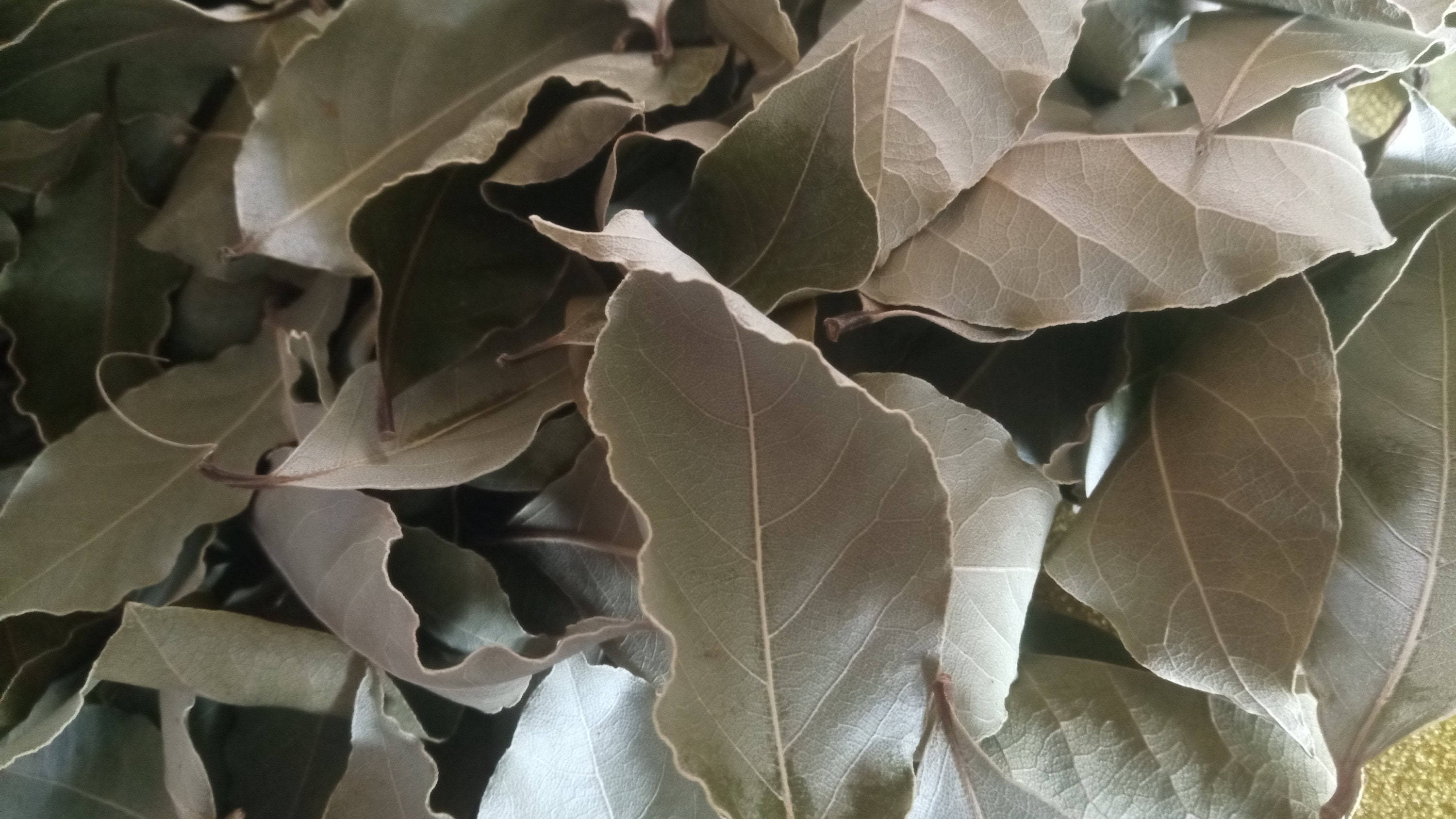 Hoja de laurel entera a granel, por libra ENVÍO GLOBAL GRATUITO, hojas ...