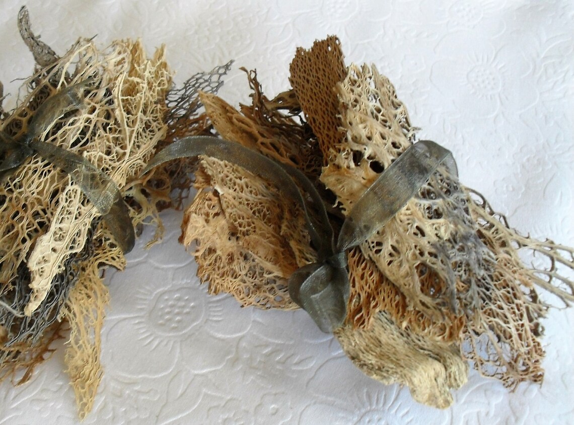 12 Cactus Lace Fiber Bundles Natural Dried Botanical Lovely - Etsy