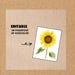 Spring Sunflower Classroom Bulletin Board Decor (printable, Editable ...