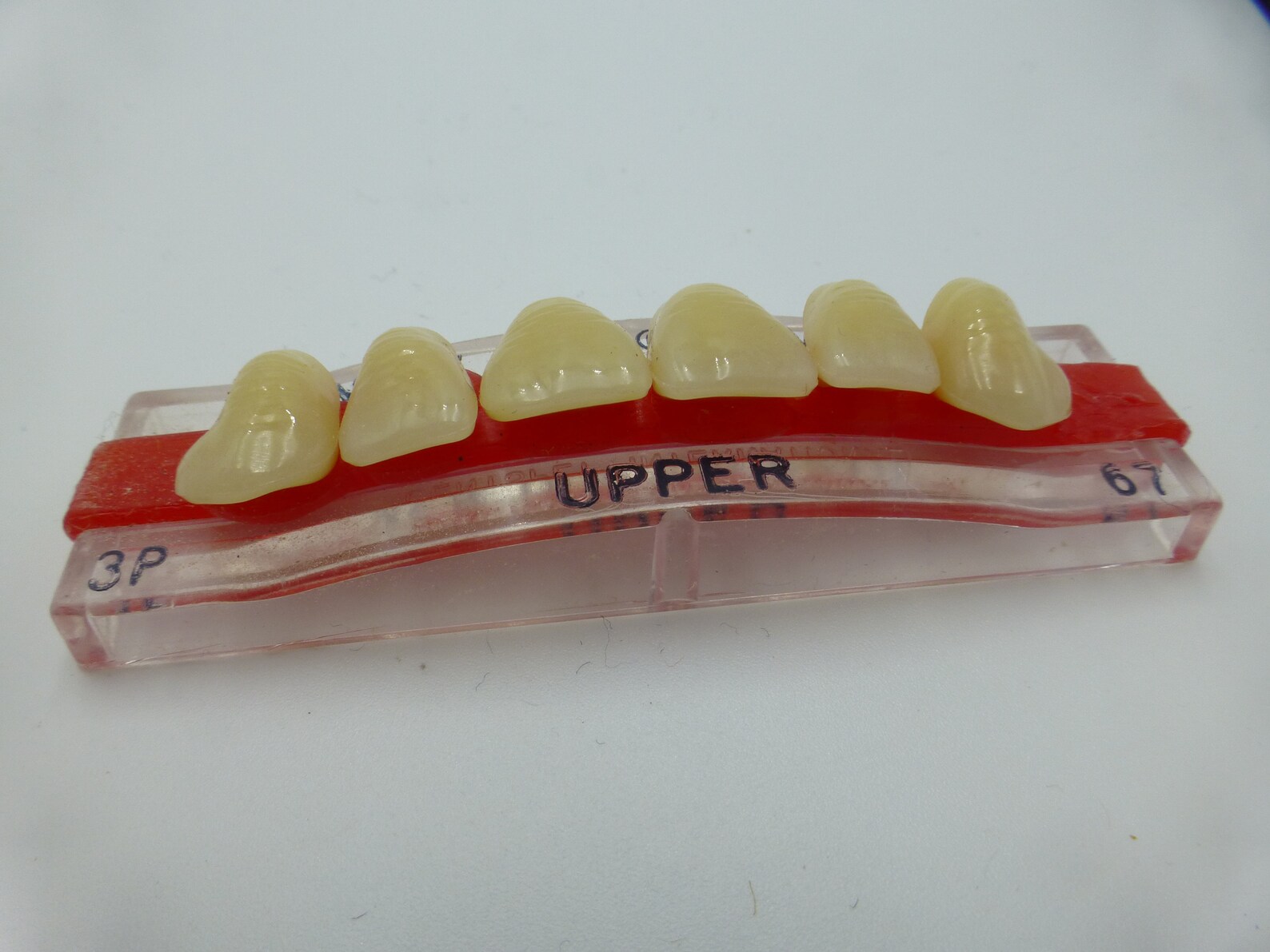 Vintage 1950s Celluloid Dentist's Model Teeth, Wonderfully Unusual ...