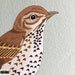 Song Thrush Wall Decal, Bird Wall Sticker, Bird Decal, Bird Decor, Bird ...