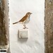 Song Thrush Wall Decal, Bird Wall Sticker, Bird Decal, Bird Decor, Bird ...