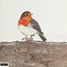 Robin Wall Decal, Robin Wall Sticker, Robin Wall Stickers, Robin Wall ...