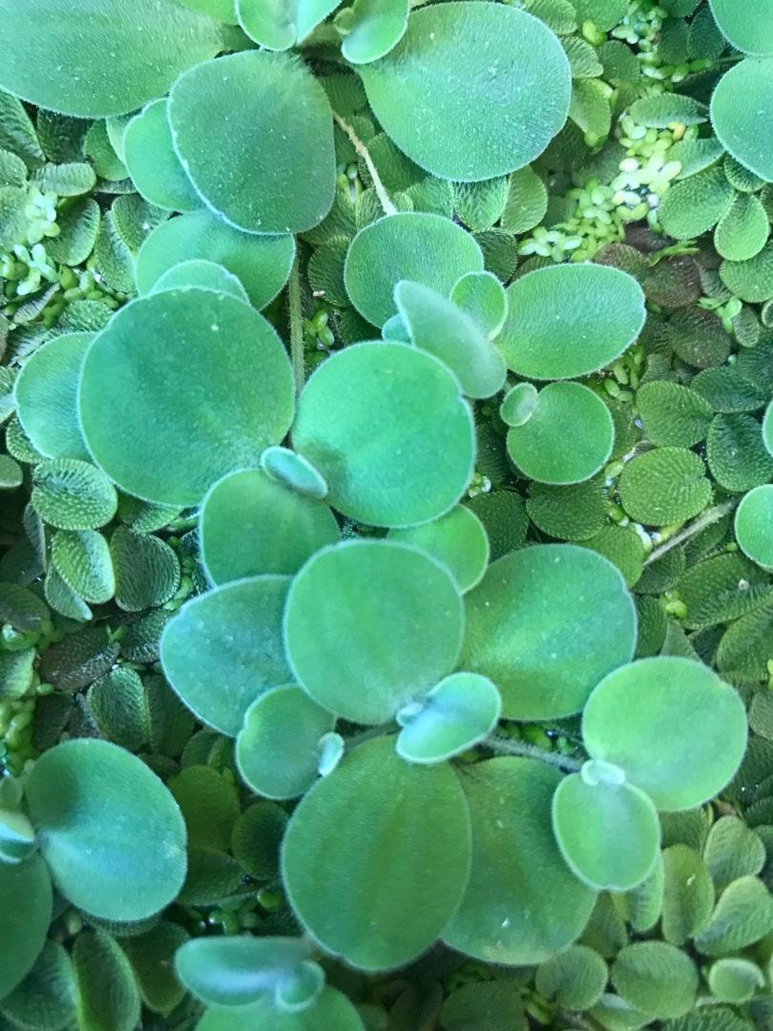 Dwarf Water Lettuce 4 Live Floating Aquarium Plant With 12 Leaves Free ...