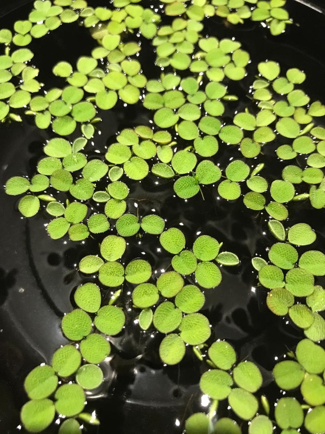 Salvinia Minima | Water Spangles (20+) Live Floating Aquarium Plants ...