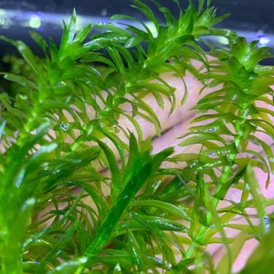 Free Shipping - Anacharis Elodea Egeria Densa (5) Live Floating ...