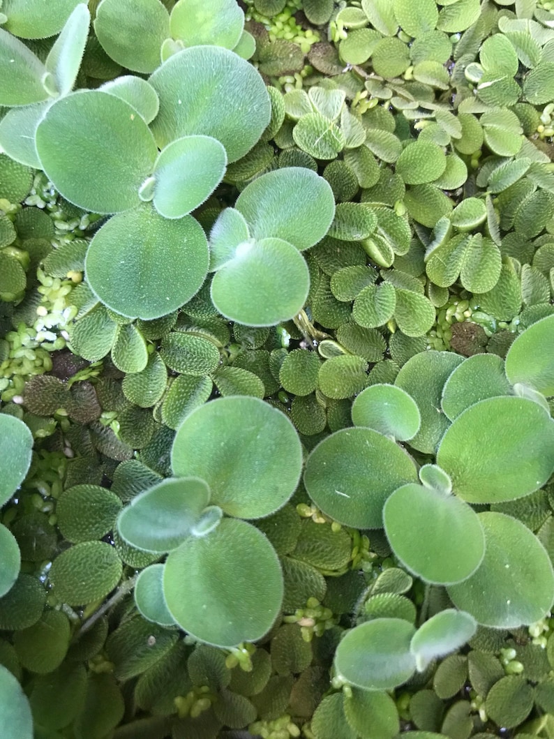Dwarf Water Lettuce 4 Live Floating Aquarium Plant With - Etsy