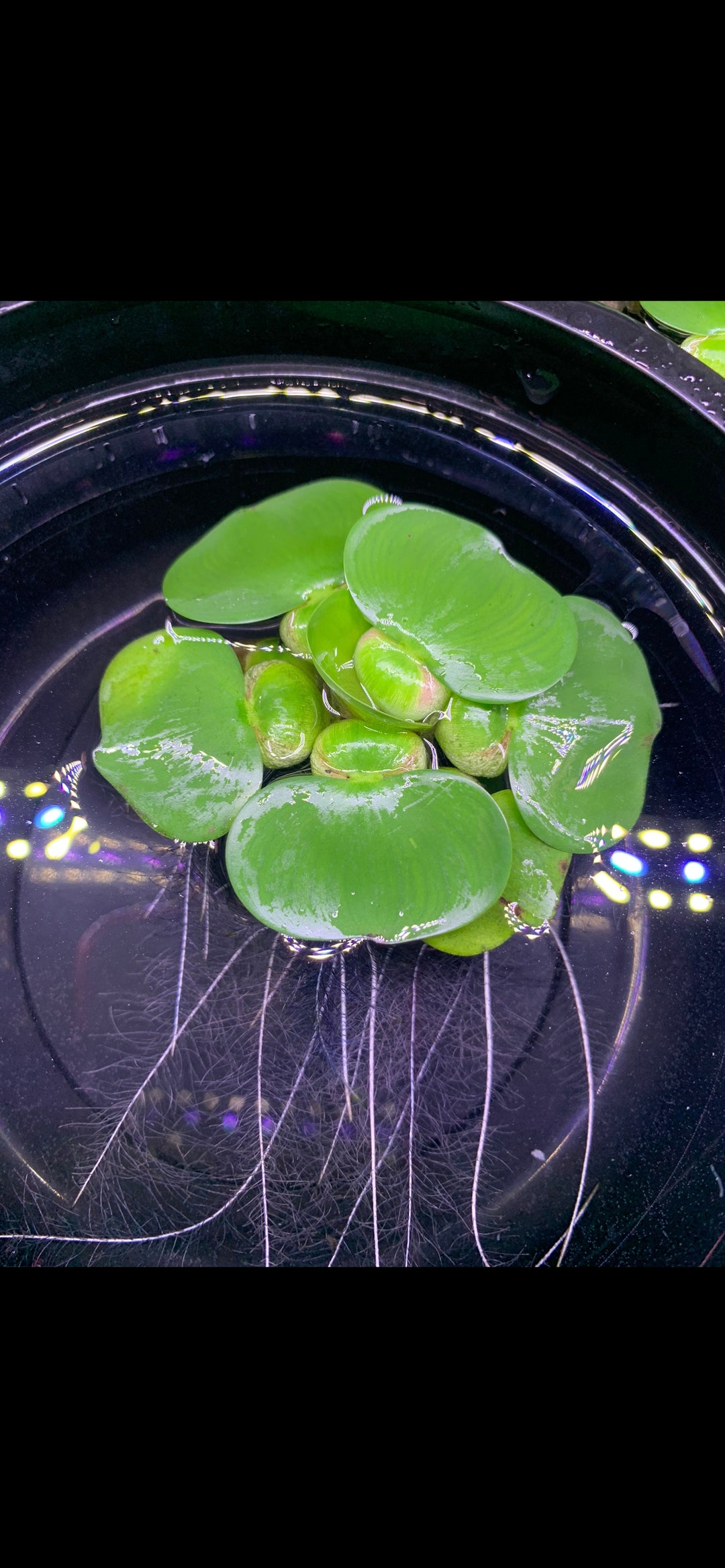 Dwarf Water Hyacinth (1) Live Floating Aquarium Plant Pond Plant With ...