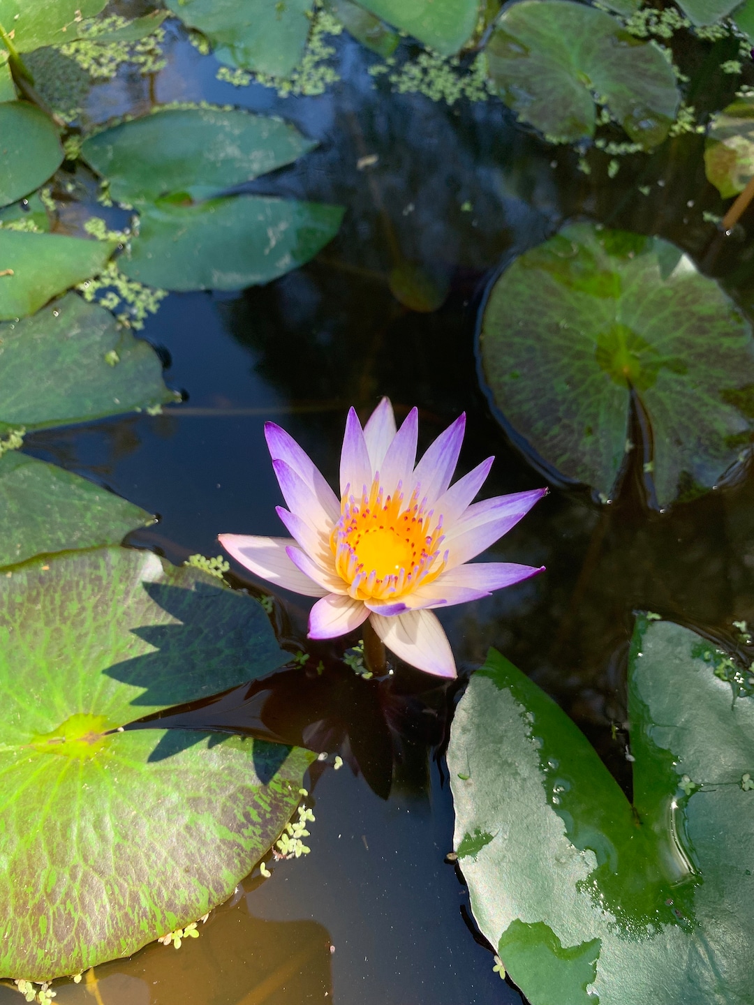 Free Shipping - Nymphaea Purple Joy Water Lily Tuber Bulb (1) Live ...