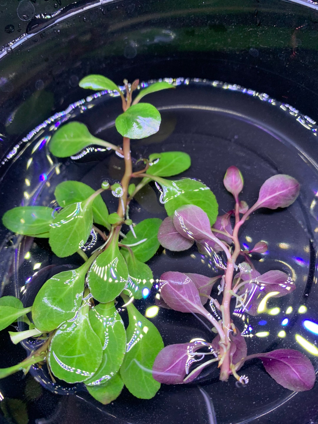 Lobelia Cardinalis (2) Live Aquarium Plant Bare Root - Free Shipping - Etsy