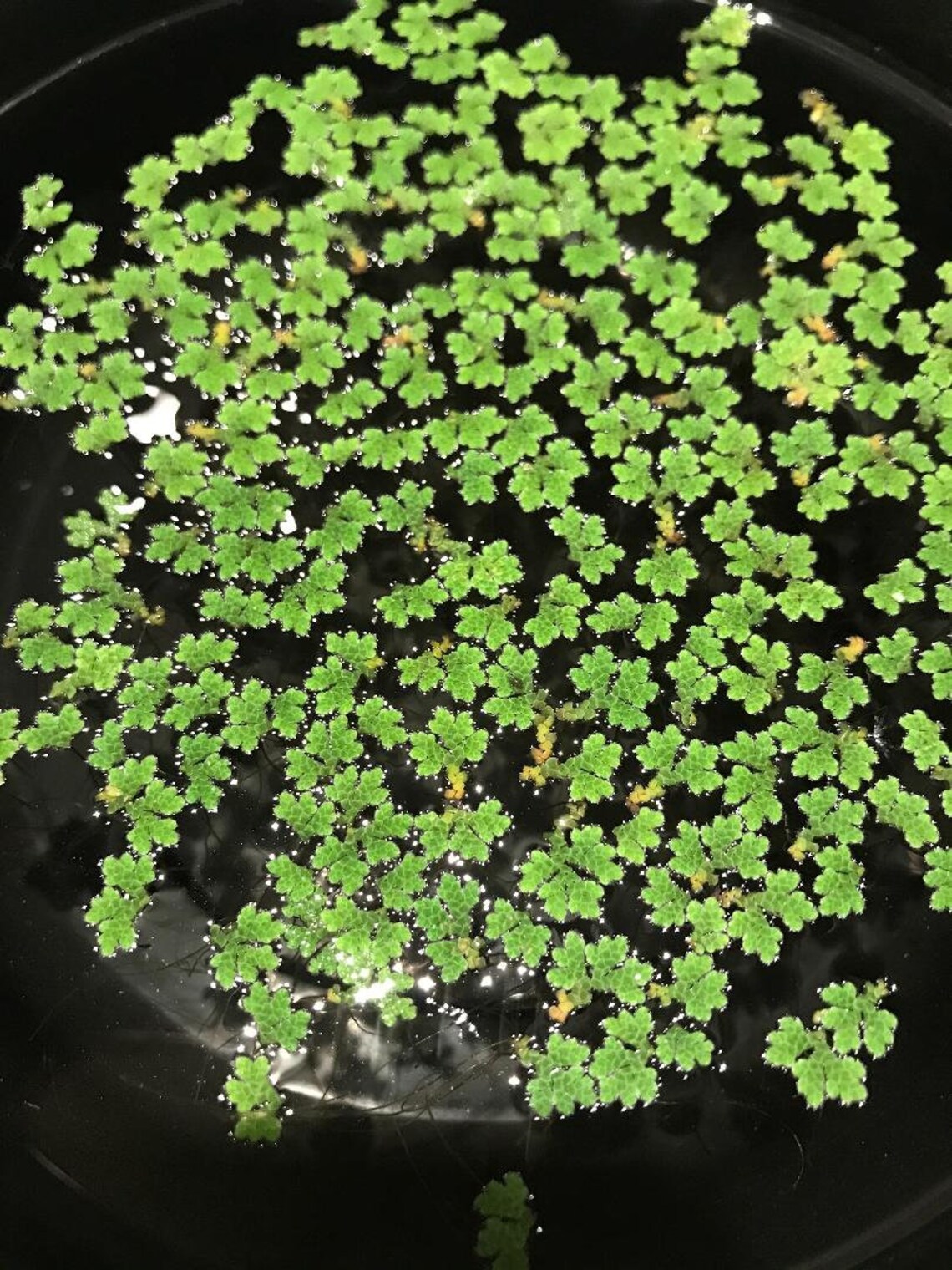 Azolla Fairy Moss Mosquito Ferns 30 Live Floating - Etsy