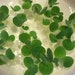 Dwarf Water Lettuce 4 Live Floating Aquarium Plant With - Etsy