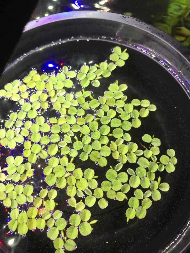Salvinia Minima Water Spangles 20 Live Floating Aquarium - Etsy