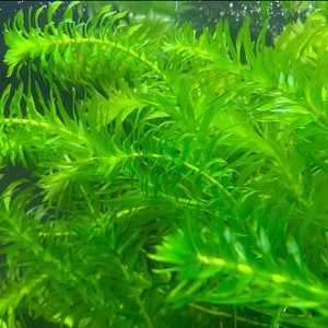 Free Shipping - Anacharis Elodea Egeria Densa (5) Live Floating ...