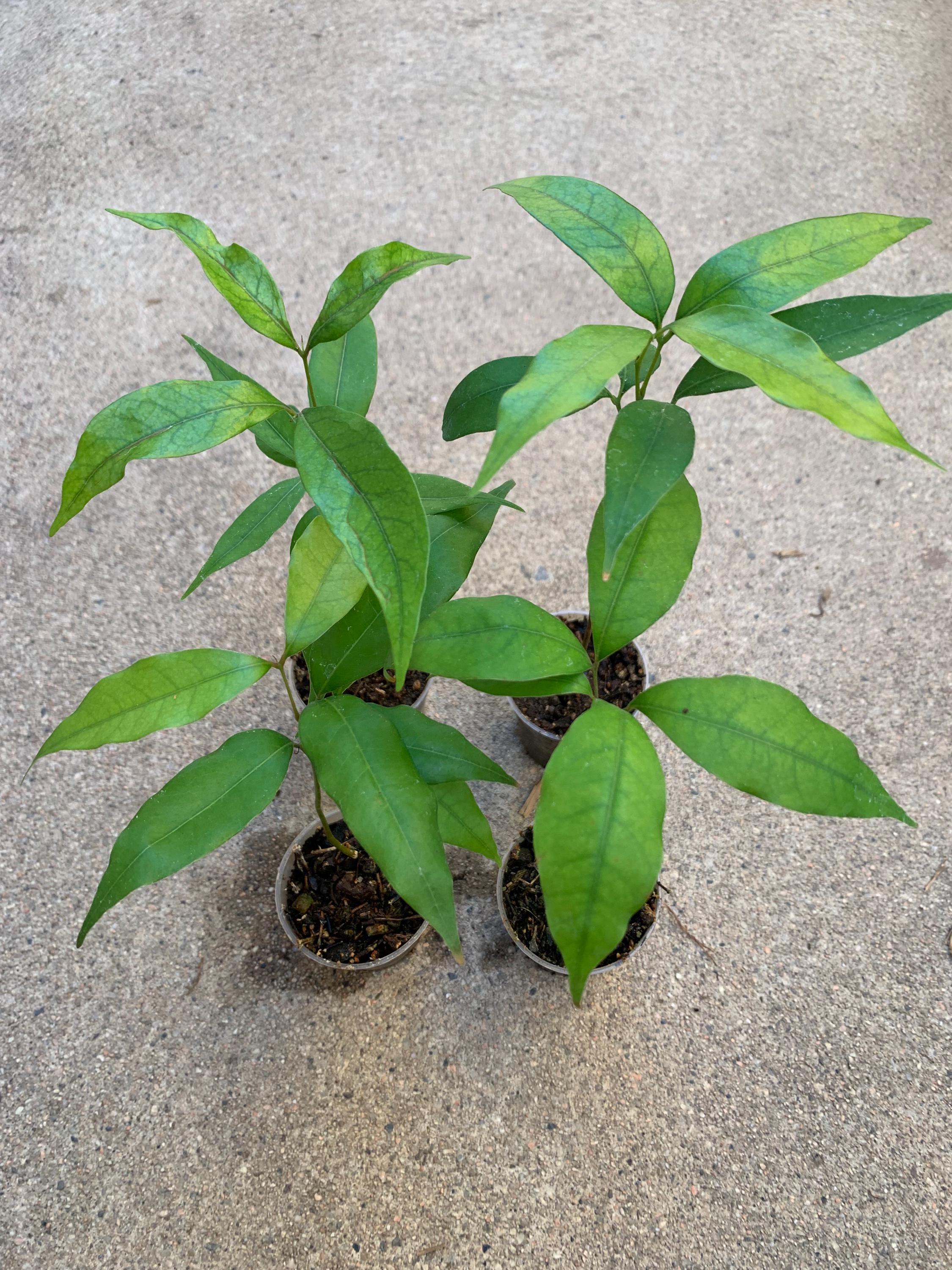 Lychee Tropical Fruit Tree Plant in Starter Pot - Etsy