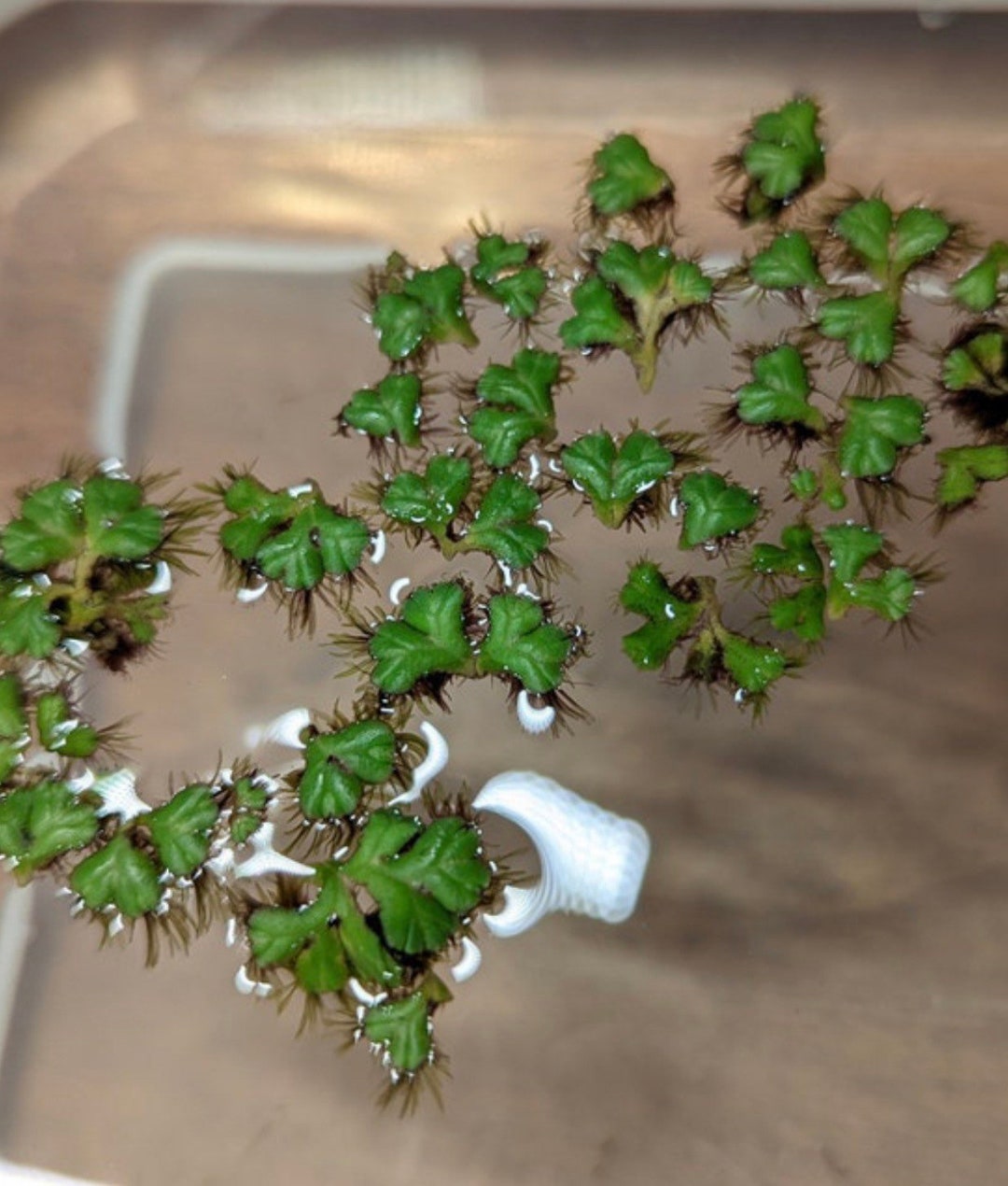 Free Shipping - Rare Purple Fringed Riccia | Ricciocarpos Natans ...