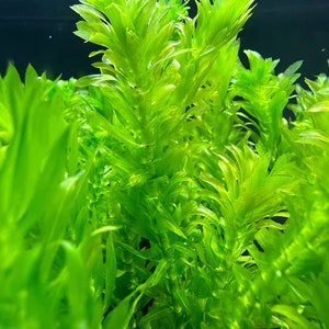 Free Shipping - Anacharis Elodea Egeria Densa (5) Live Floating ...