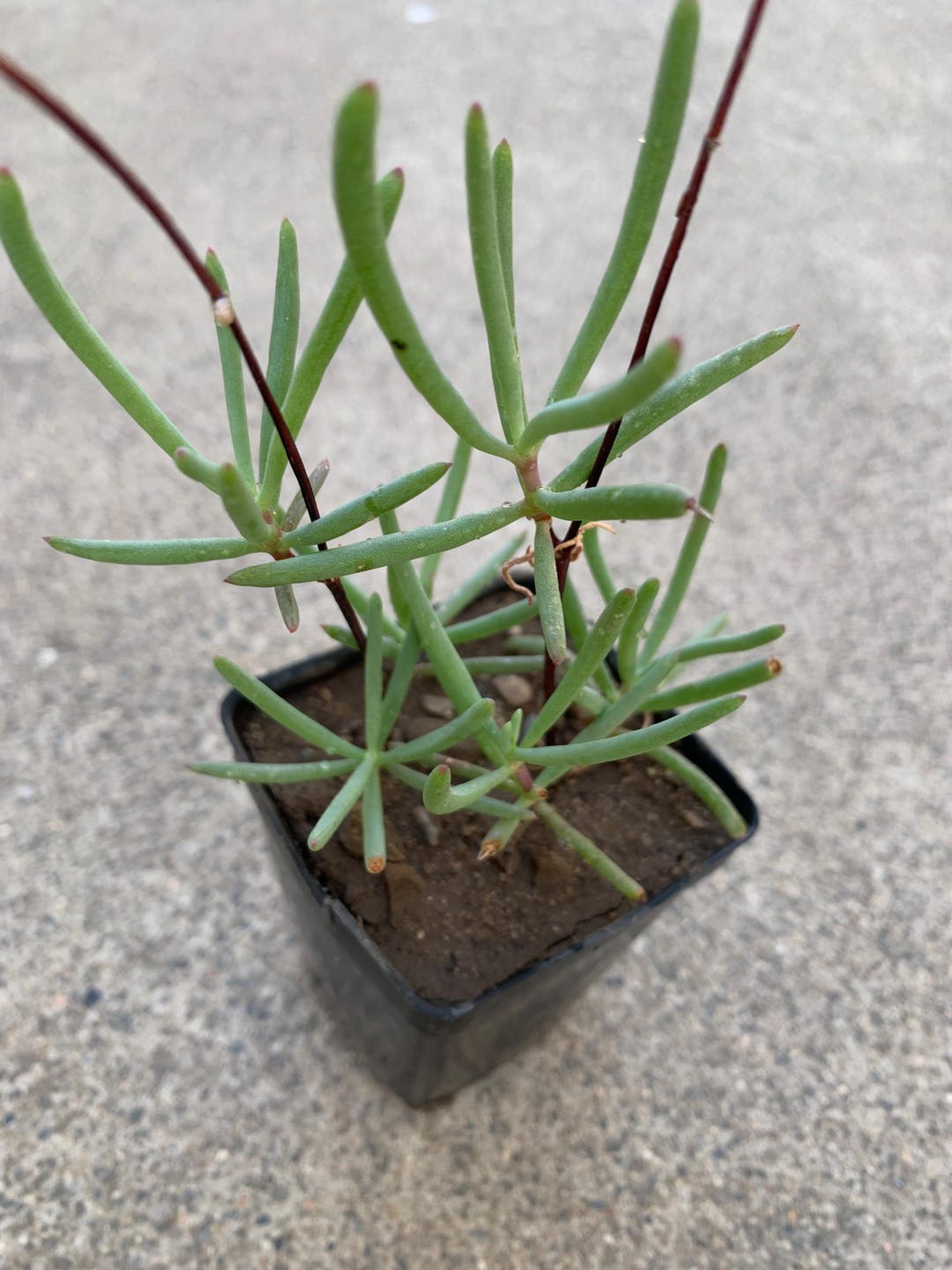 Free Shipping - Lampranthus Roseus | Rosy Dew Plant (5) Succulent Fresh ...