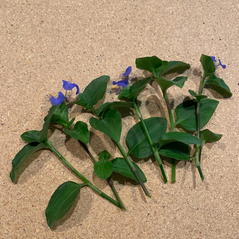 Green Spiderwort Plant - Etsy